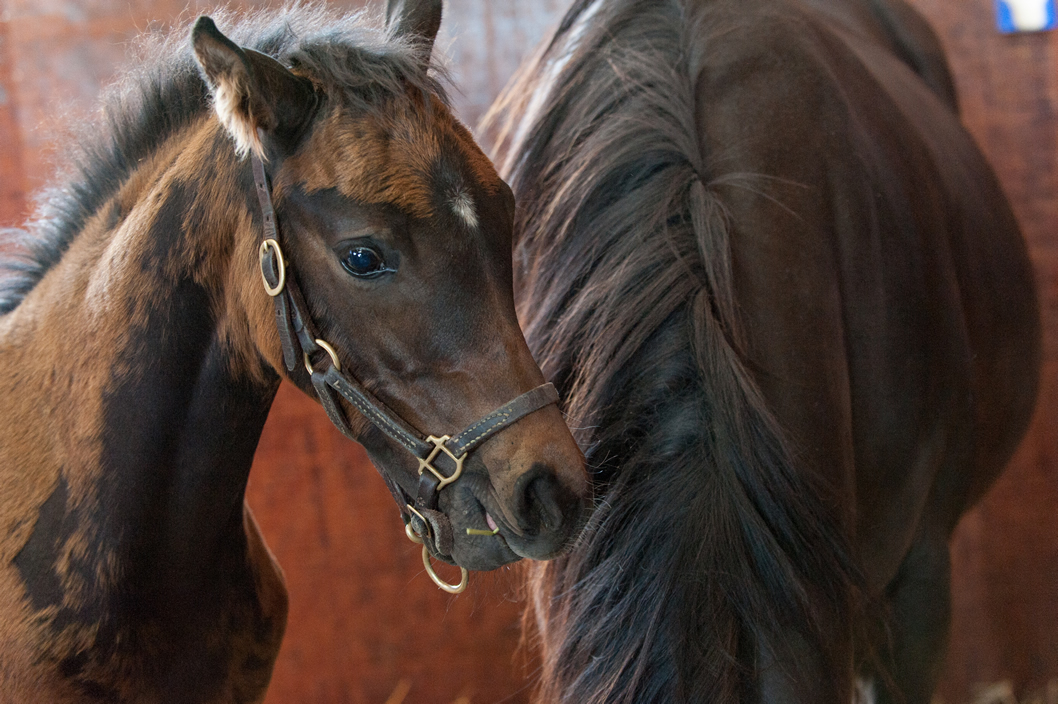 Our Blood - CARROT CLUB